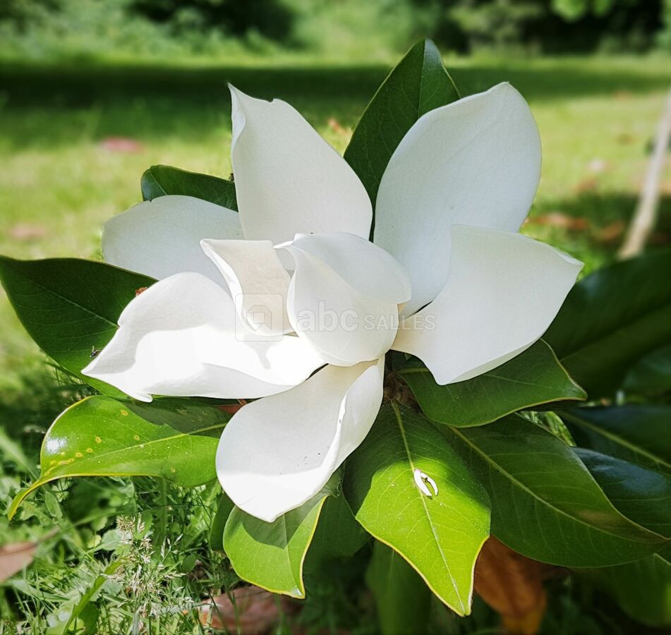 Château de la Rose - ABC Salles